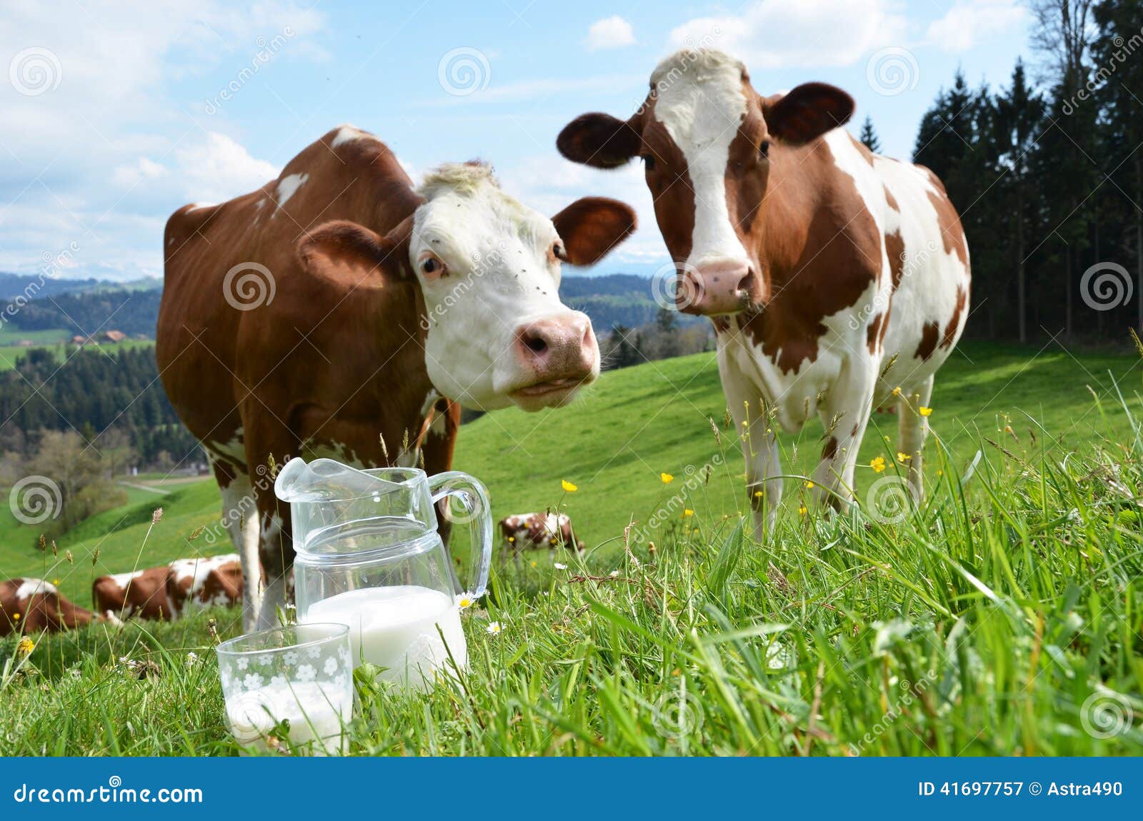 Latte e mucche immagine stock. Immagine di fresco, mucca - 41697757