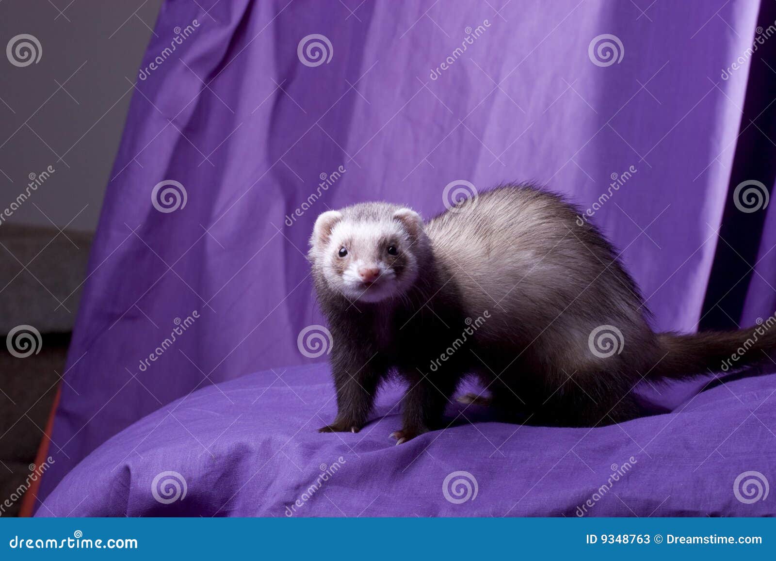 Latte the Ferret stock image. Image of sable, white, furious - 9348763