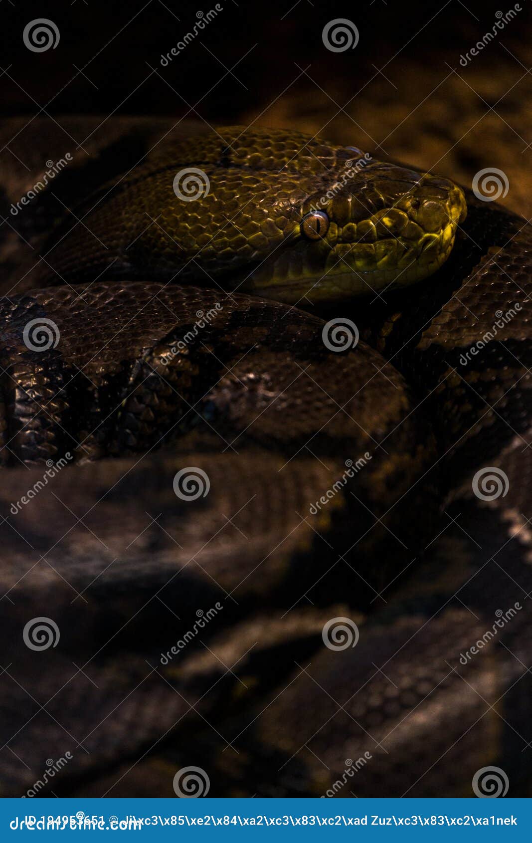 Portrait Of A Snake Lying In An Aviary Stock Photography ...