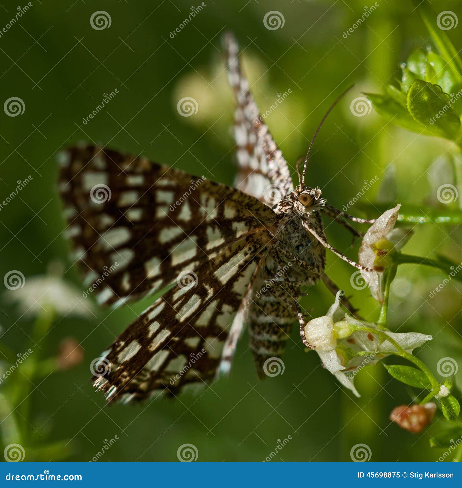 Latticed Heath, Chiasmia Clathrata, Is A Moth Of The Family Geometridae ...