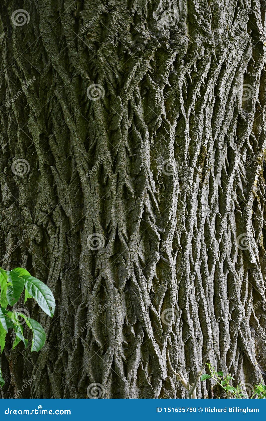 Latticework Pattern, Ash Tree Bark Stock Photo - Image of yorkshire ...