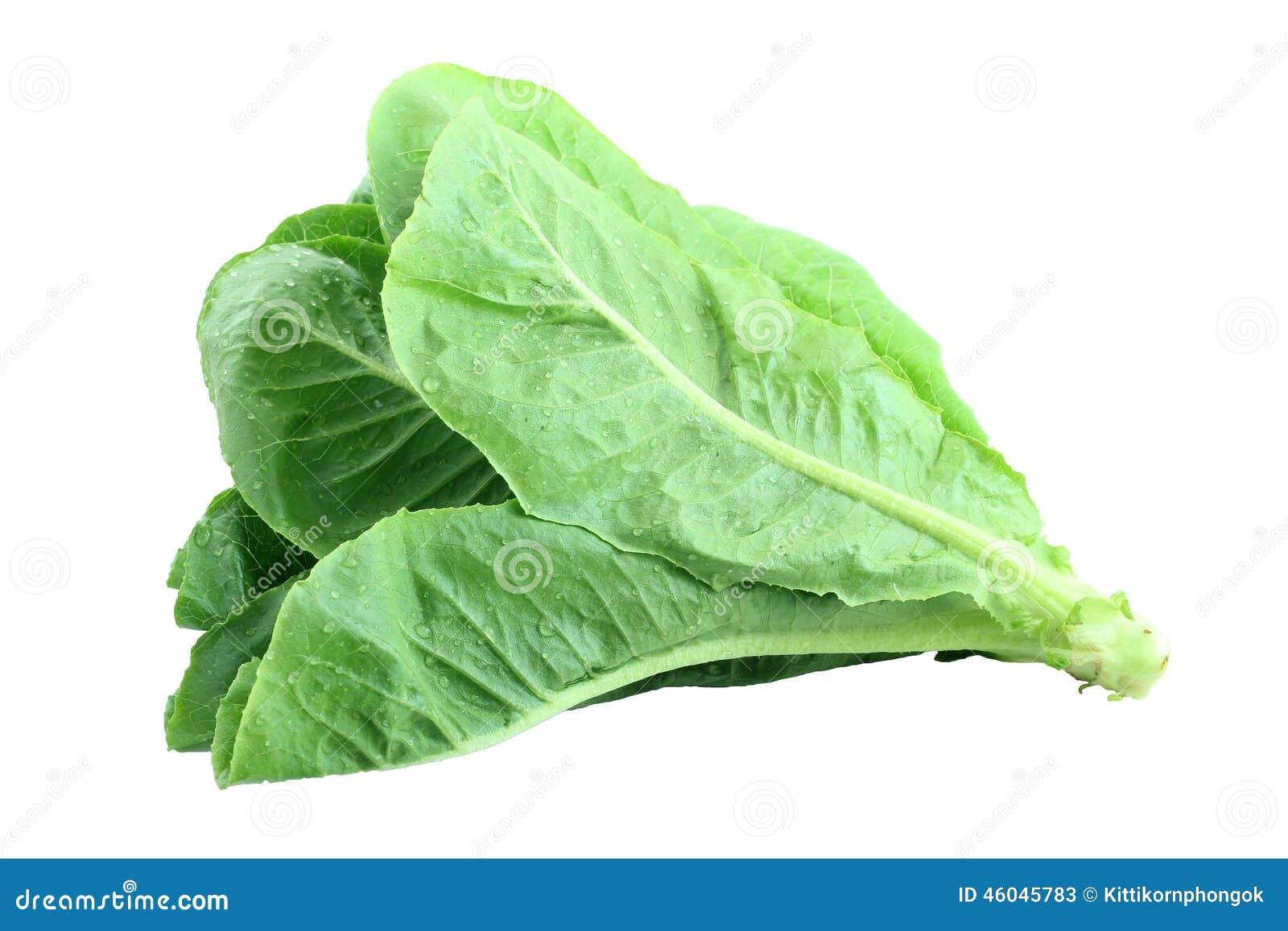 Lattich stockbild. Bild von nahrung, beschaffenheit, lattich - 46045783