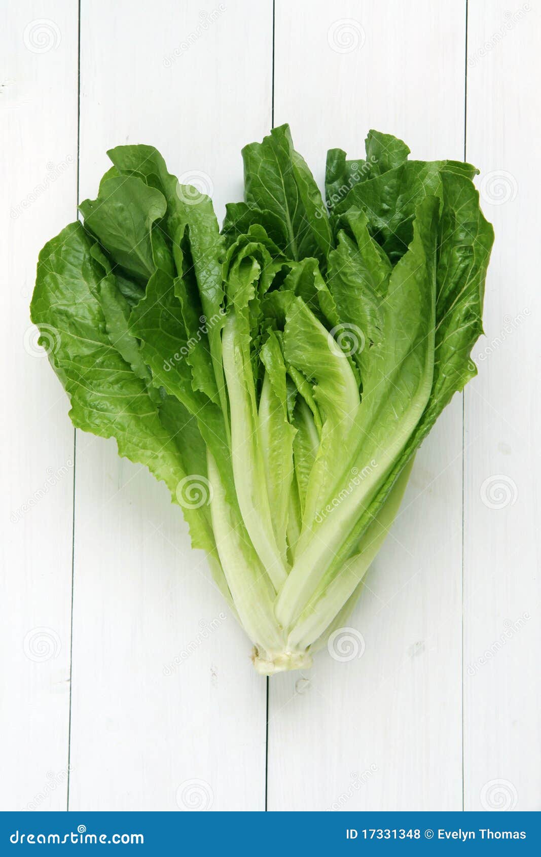 Lattich getrennt stockfoto. Bild von vorstand, betrieb - 17331348