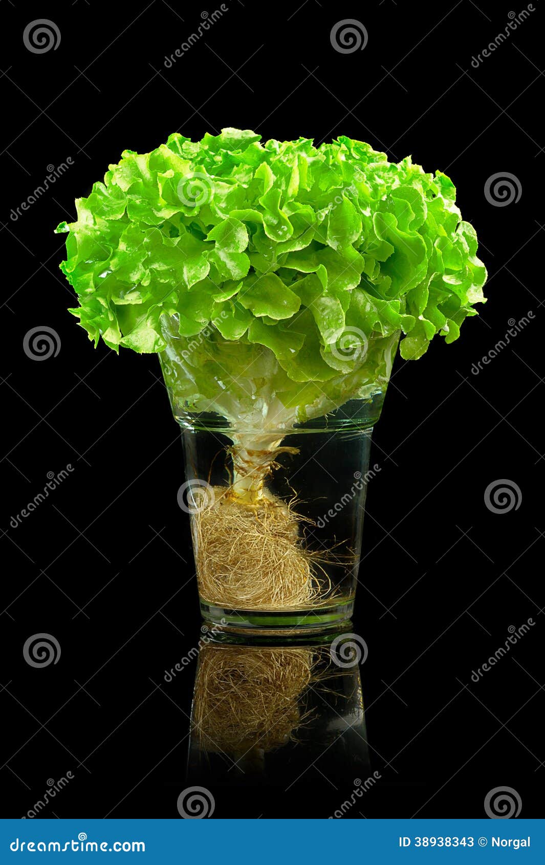 Lattuce stock image. Image of fresh, nature, healthy - 38938343
