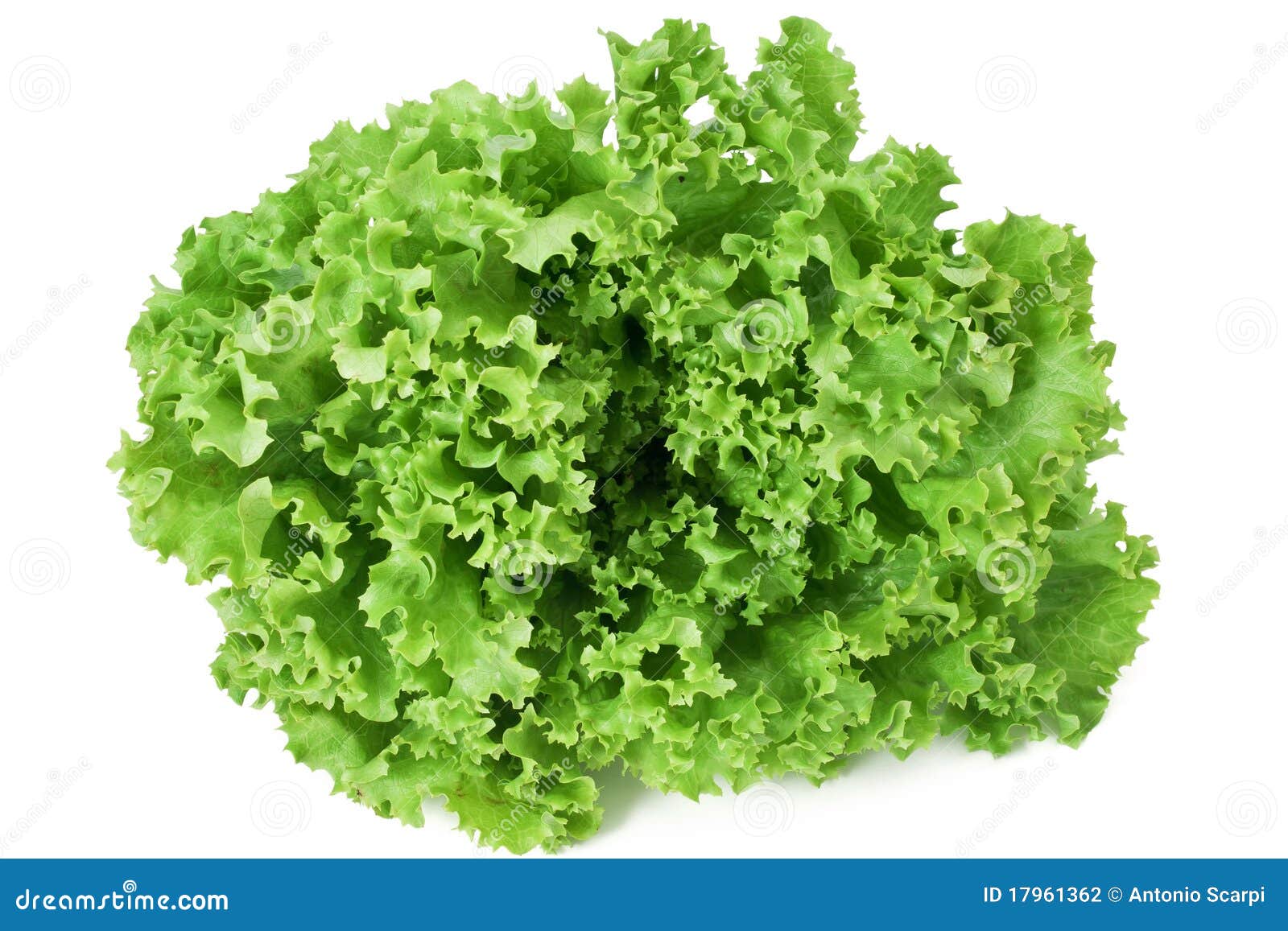 Lattuga riccia fotografia stock. Immagine di sfondo, vita - 17961362