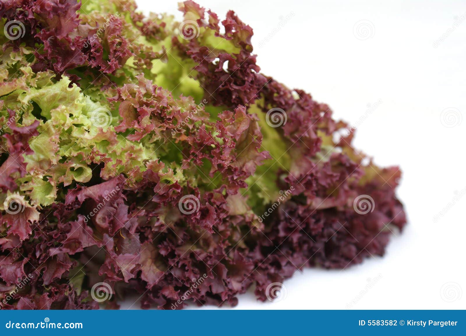 Lattuga riccia fotografia stock. Immagine di macro, verdura - 5583582