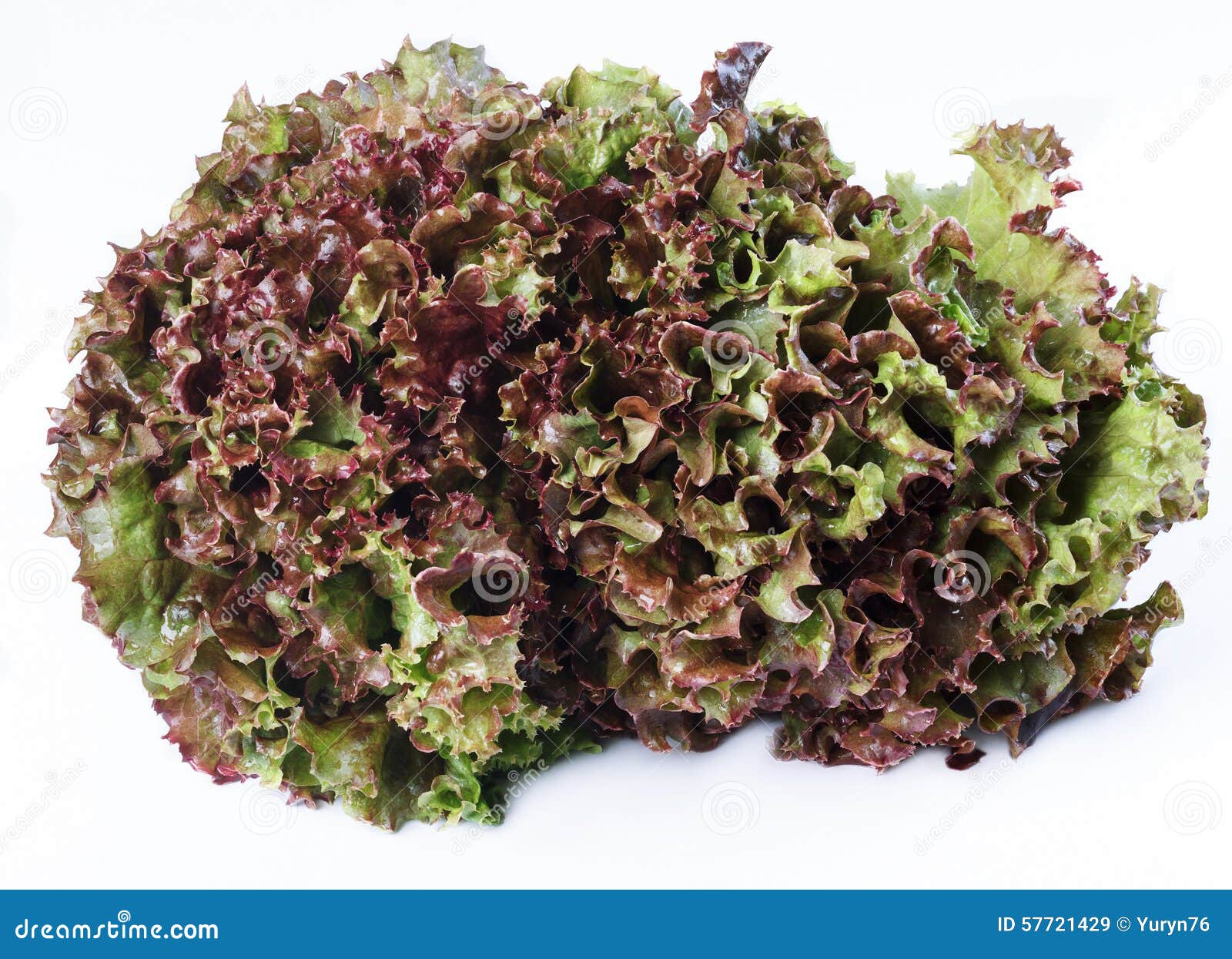 Lattuga, rossa immagine stock. Immagine di nutriente - 57721429