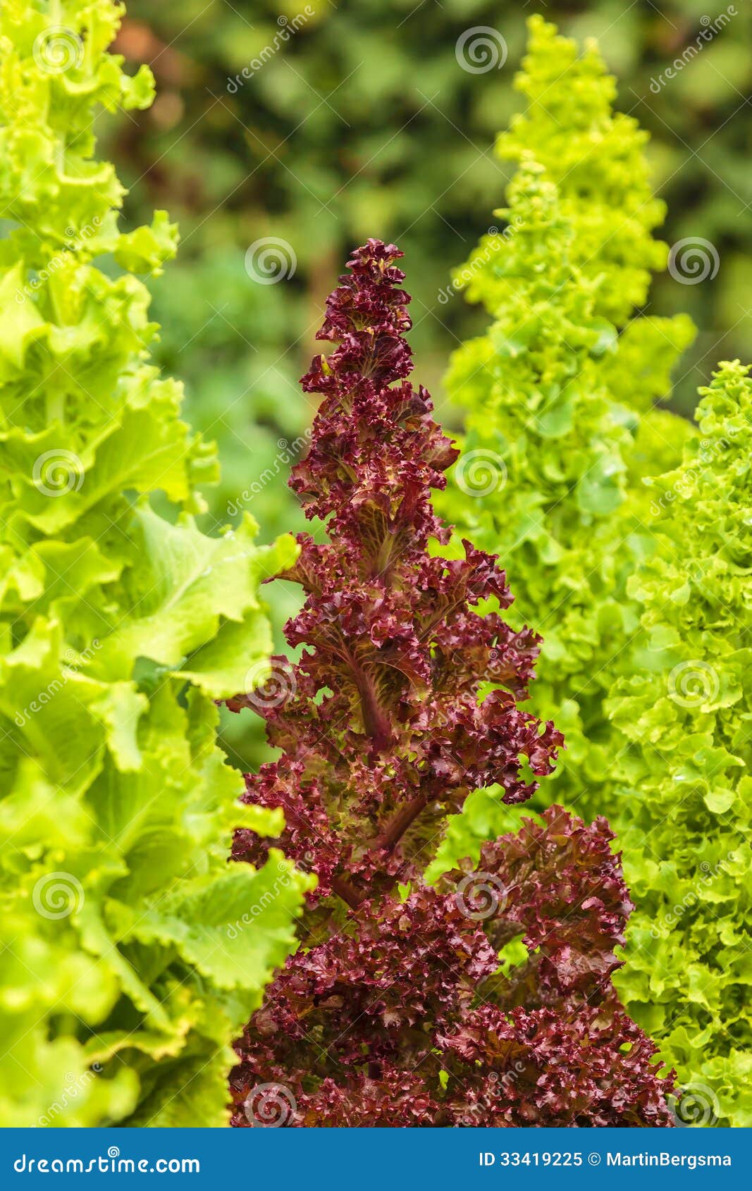 Lattuga Rossa Di Rosso Di Lollo in Un Orto Immagine Stock - Immagine di ...