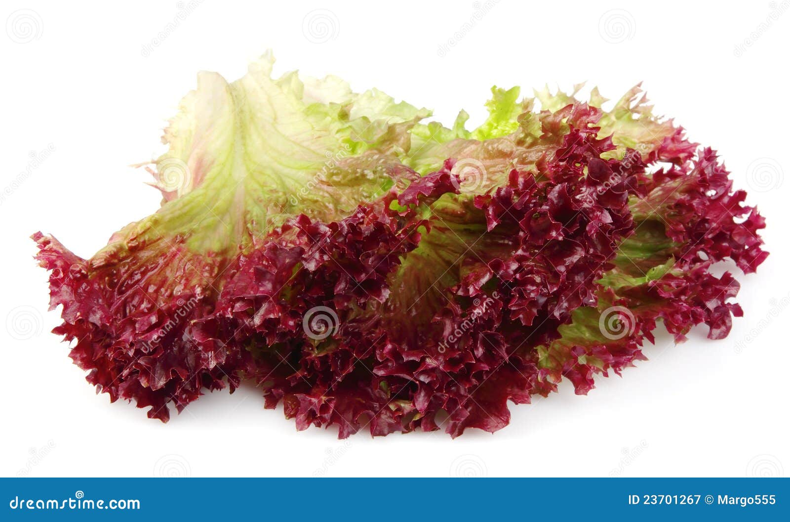 Lattuga rossa fresca immagine stock. Immagine di pianta - 23701267