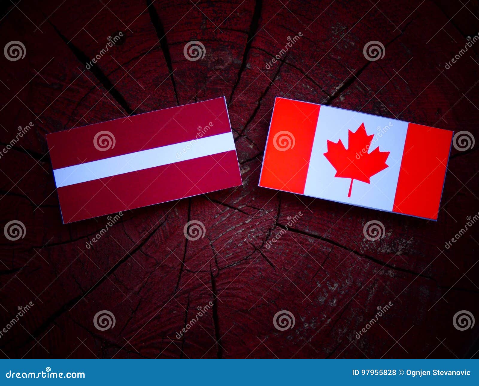 Latvian Flag with Canadian Flag on a Tree Stump Isolated Stock Photo ...