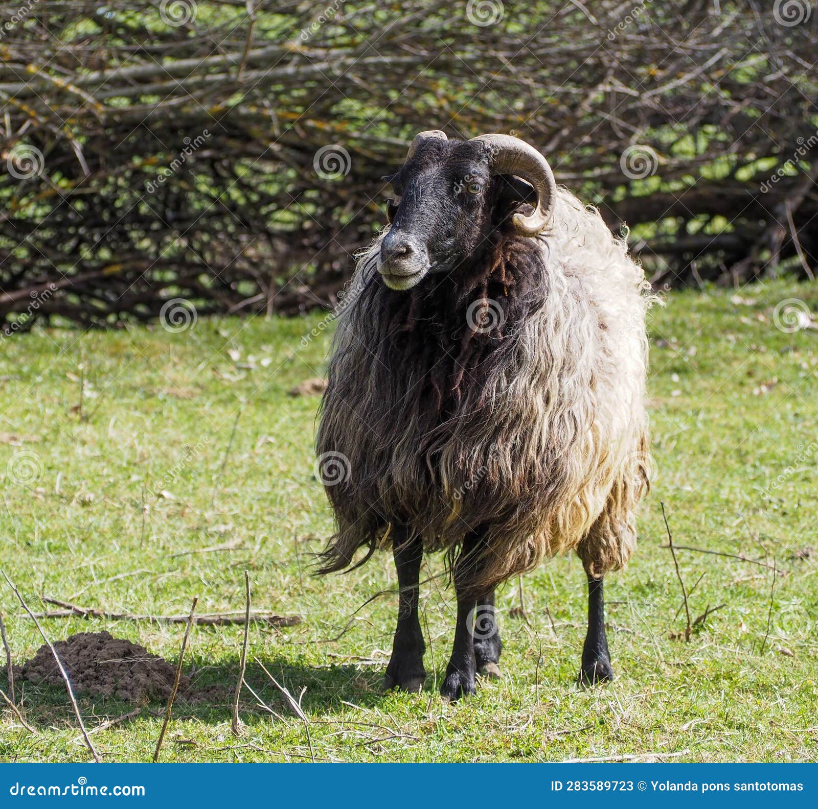 Latxa Breed Sheep in the Roncal Valley, Navarra Spain Stock Image ...
