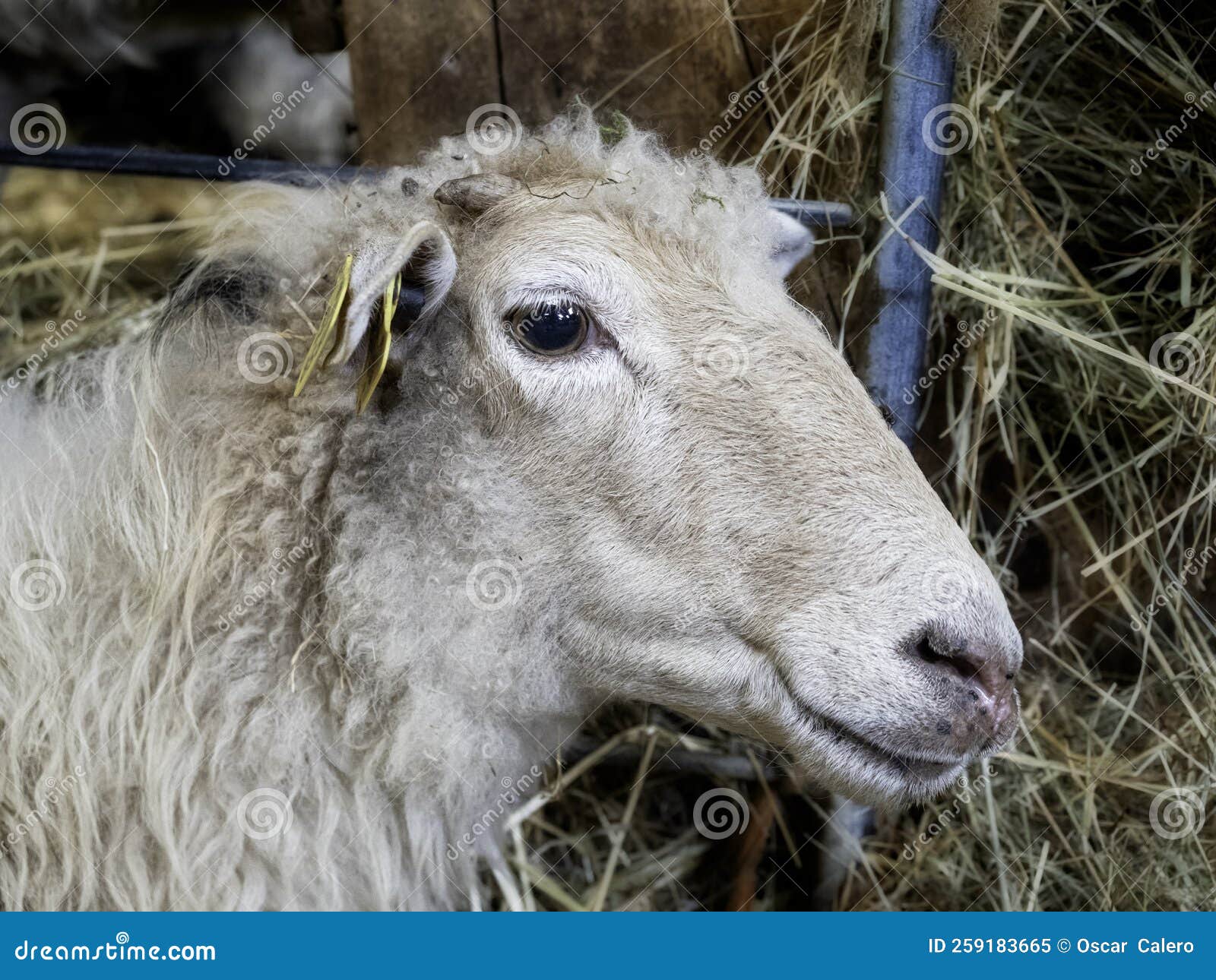 Sheep Portrait Stock Photography | CartoonDealer.com #54200630