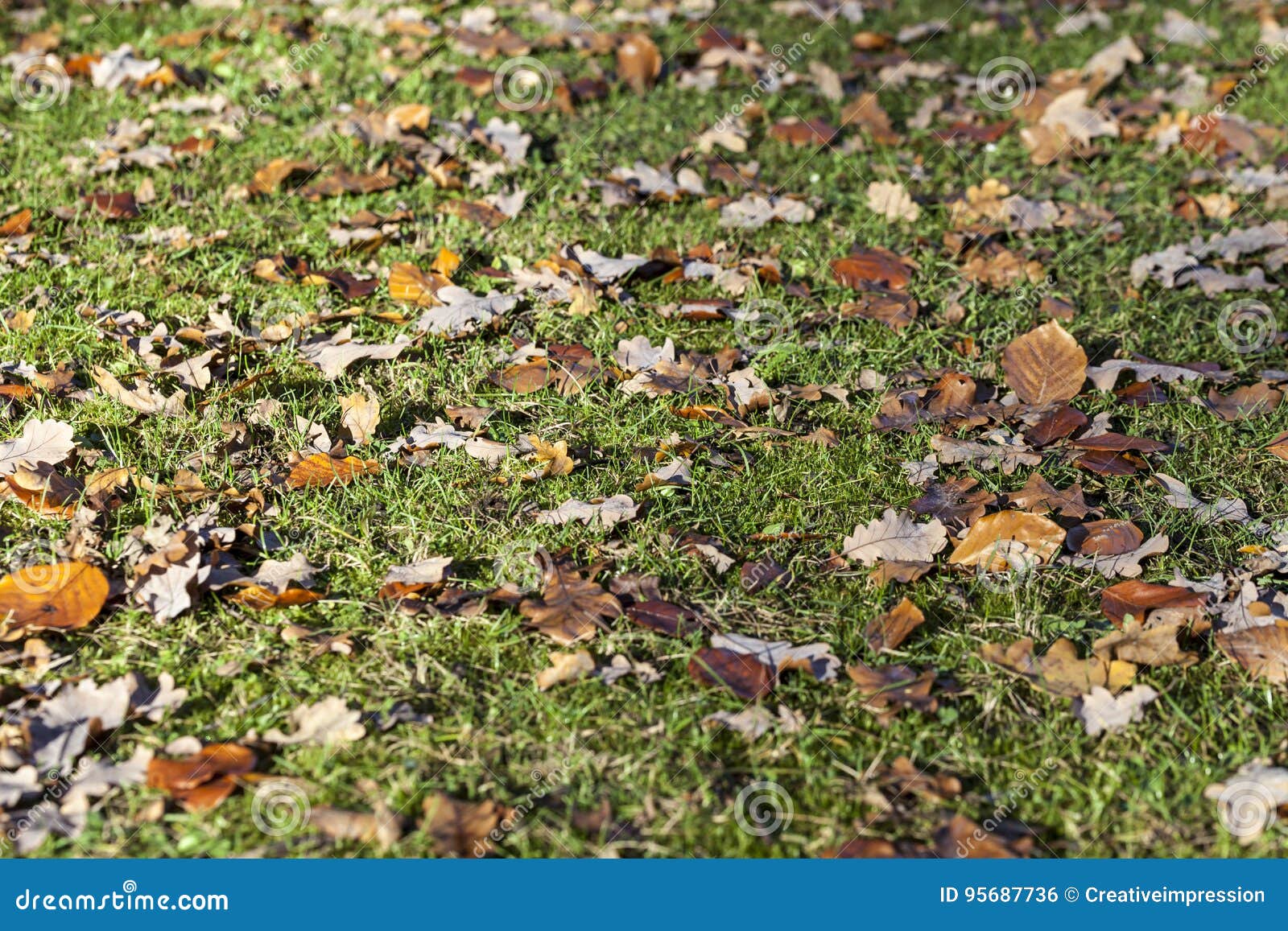 Laub ein Reif auf Wiese stockfoto. Bild von blatt, frost - 95687736