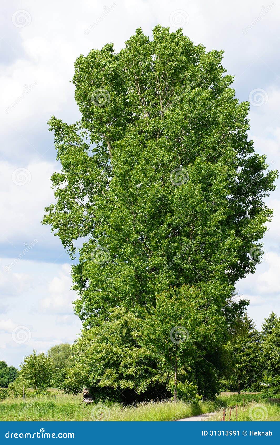 Laubbaum stockbild. Bild von deutschland, wetter, frühling - 31313991