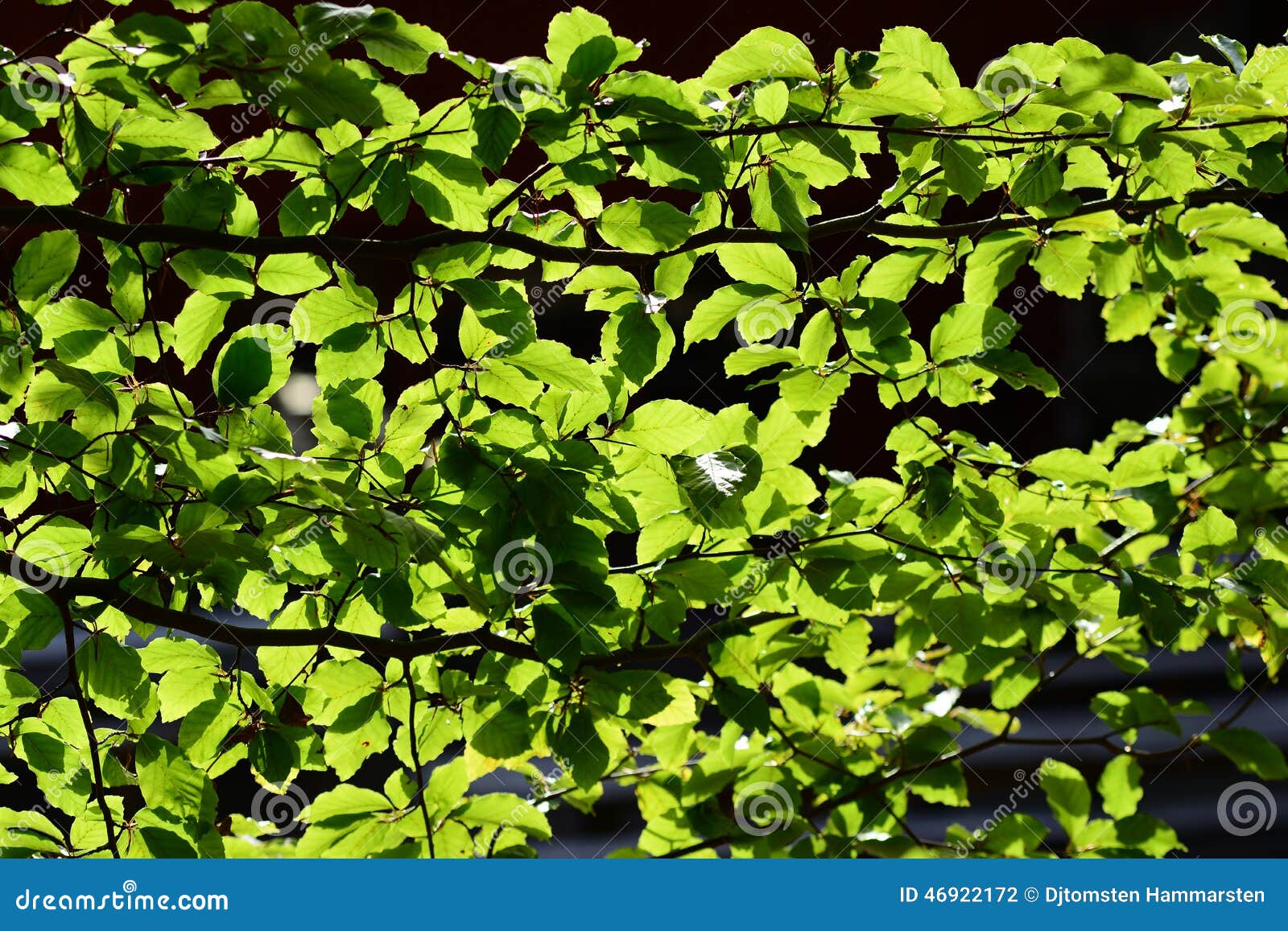 Laubbaum stockfoto. Bild von blatt, zweig, fotographie - 46922172
