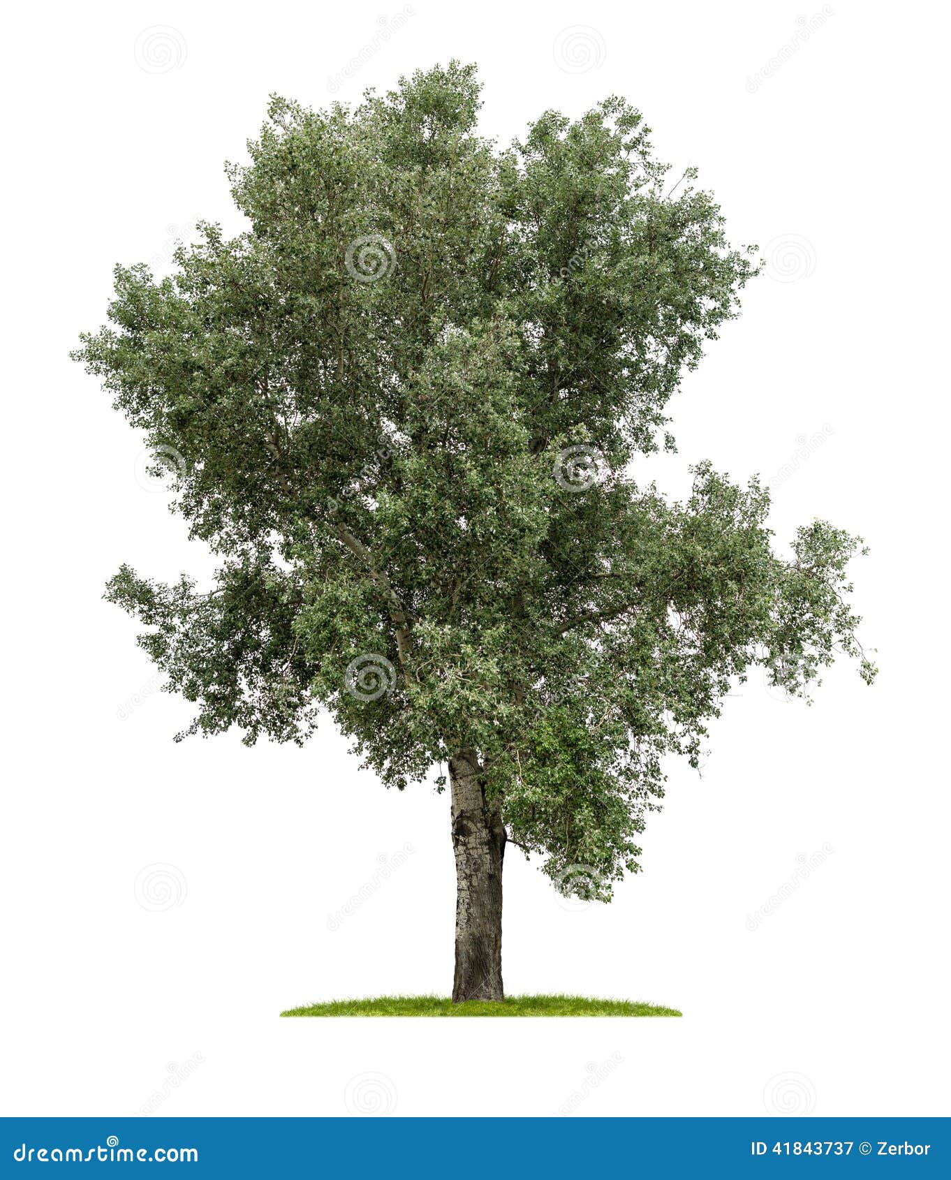 Laubbaum Auf Einem Weißen Hintergrund Stockbild - Bild von zweig ...