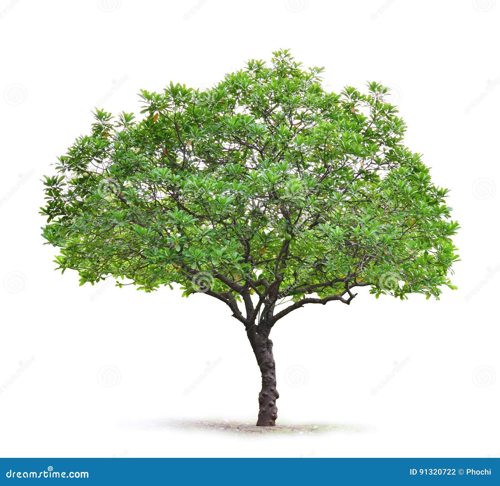 Laubbaum Auf Einem Weißen Hintergrund Stockfoto - Bild von stamm ...