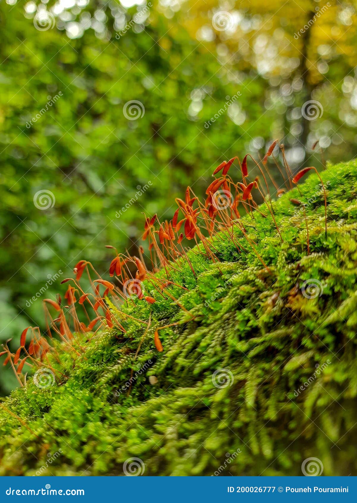 Laubmoose on tree branches stock image. Image of branch - 200026777
