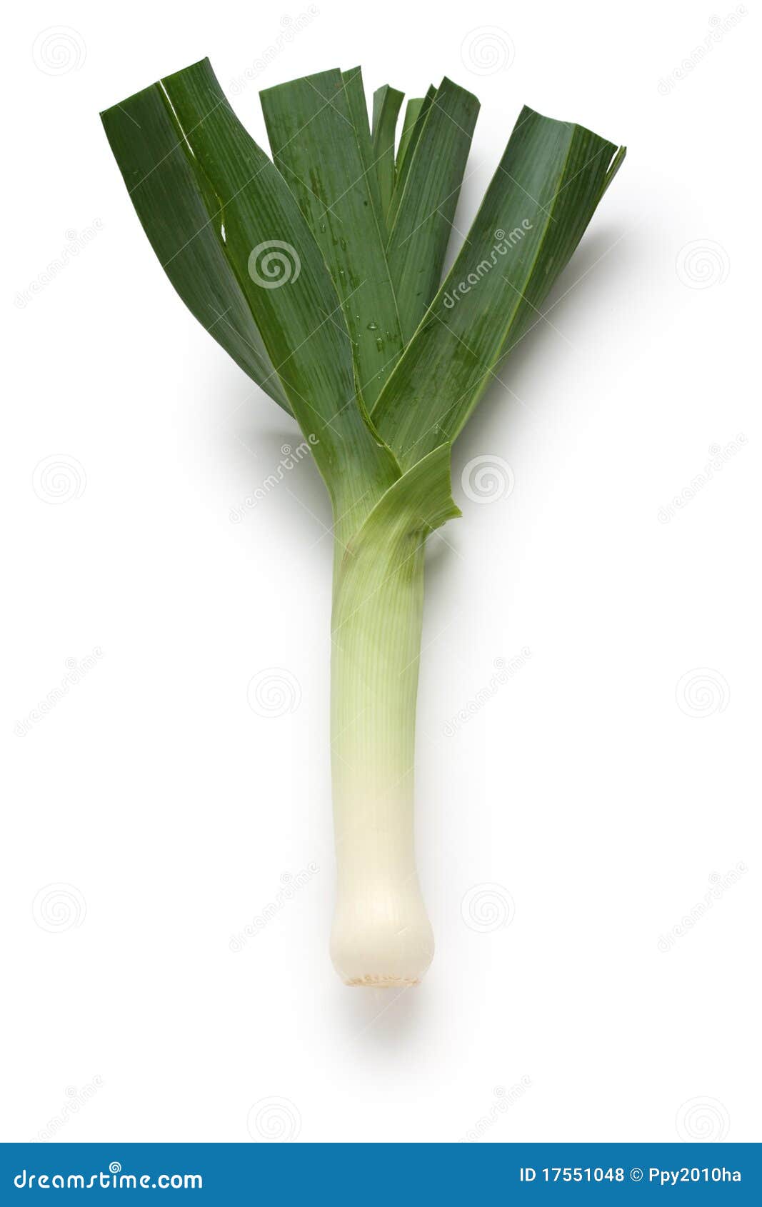 Lauch stockfoto. Bild von symbol, wales, kochen, getrennt - 17551048