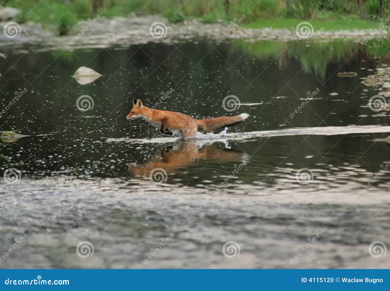 Laufender Fuchs im Fluss stockfoto. Bild von sprung, laufen - 4115120