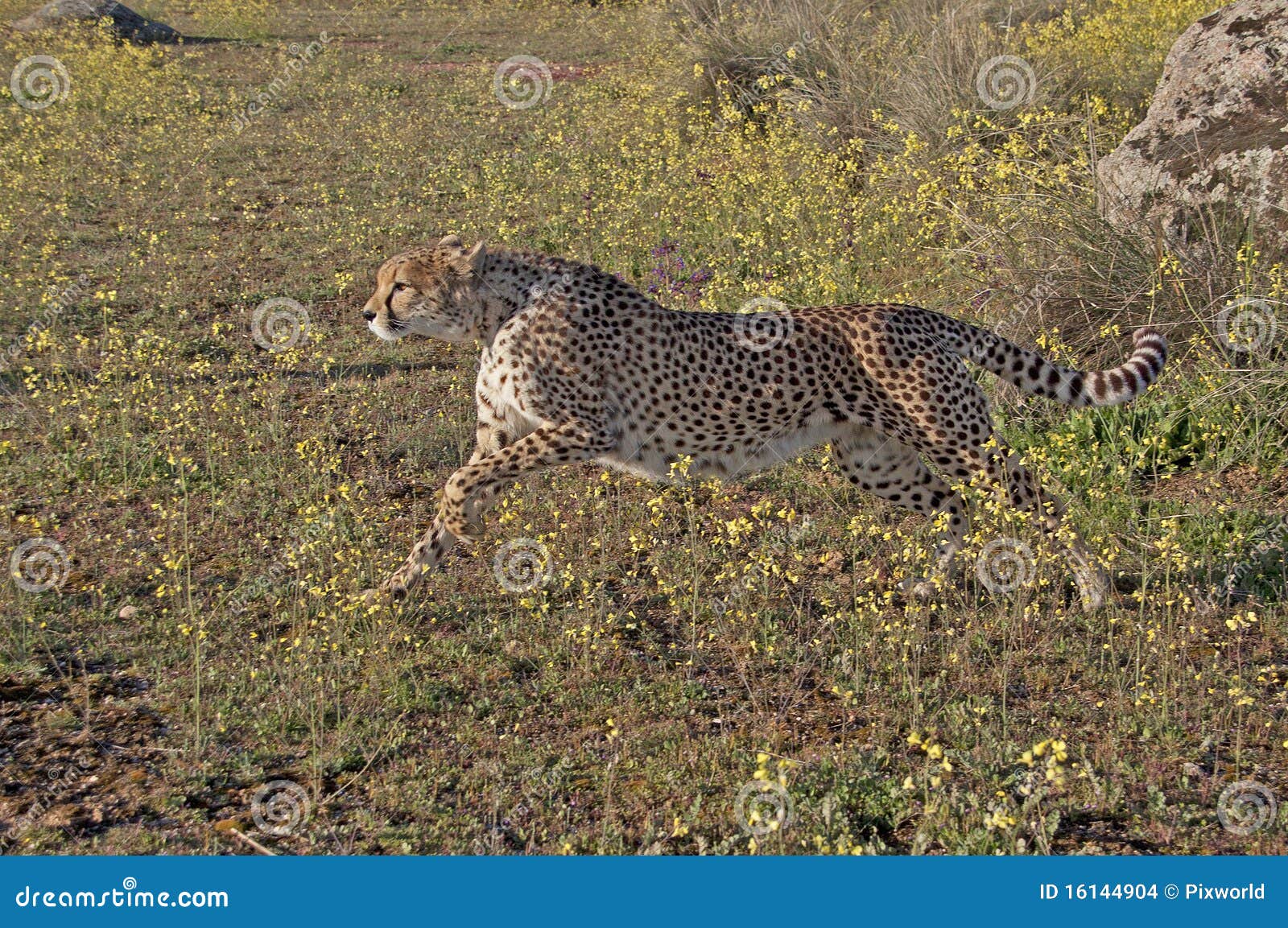 Laufender Gepard stockfoto. Bild von zeit, drehzahl, safari - 16144904