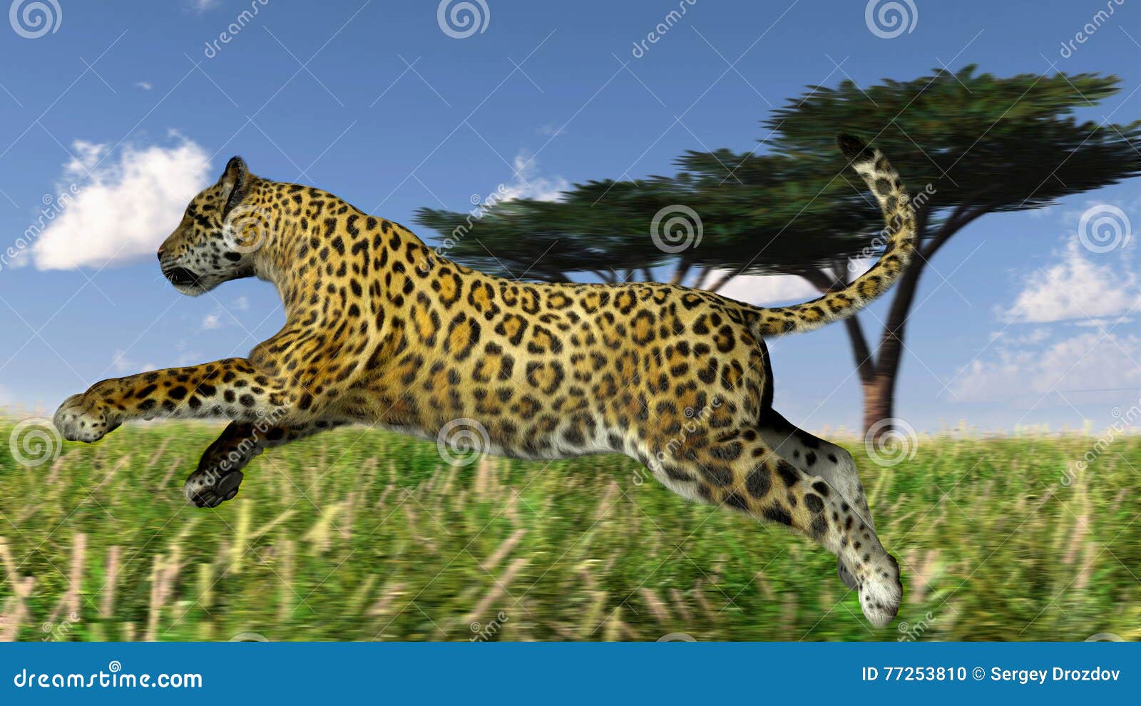 Laufender Leopard stock abbildung. Illustration von haustiere - 77253810