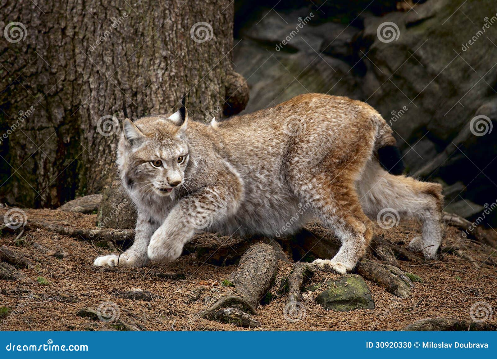 Laufender Rotluchs stockfoto. Bild von wildnis, katze - 30920330