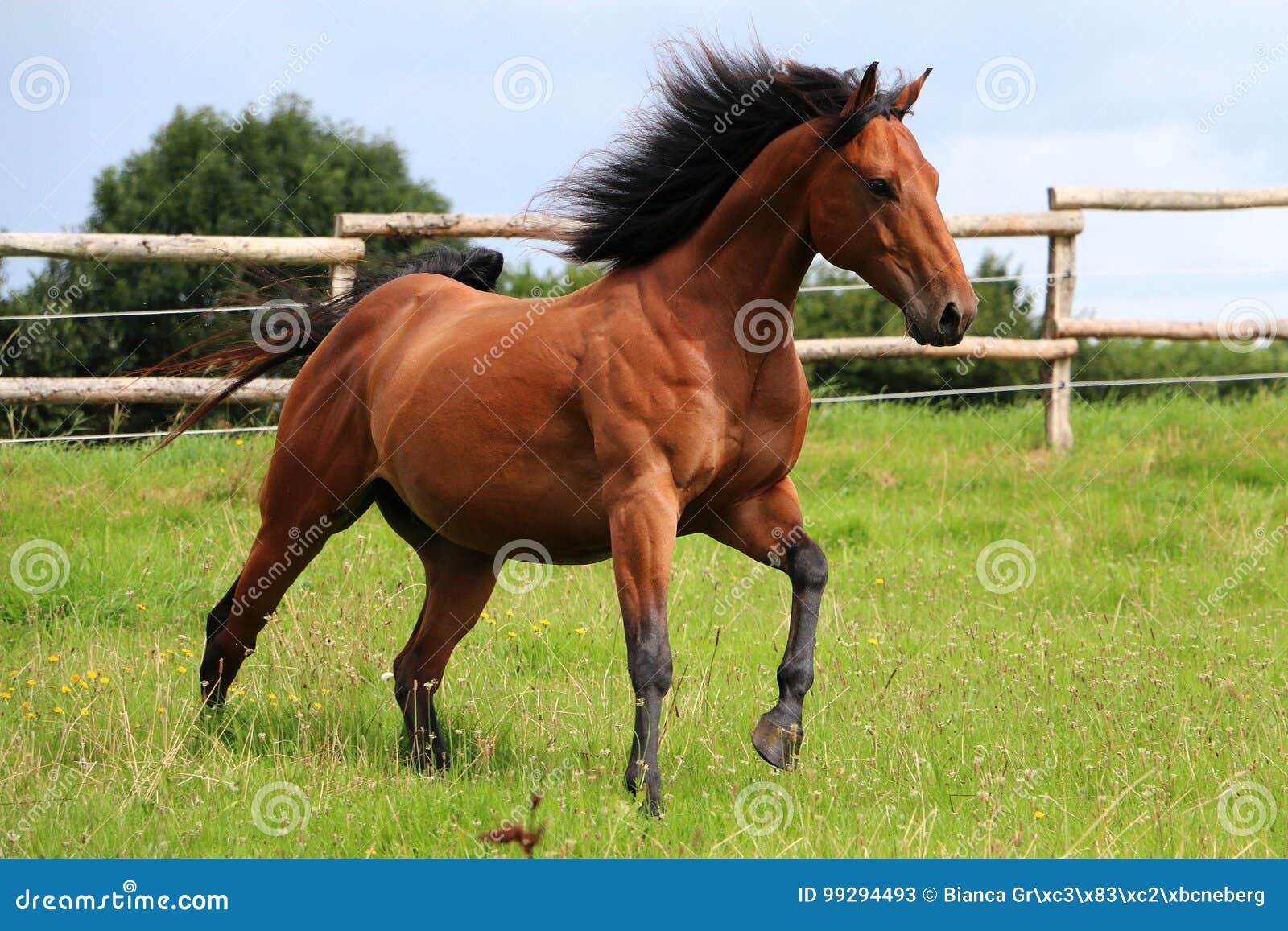 Laufendes braunes Pferd stockbild. Bild von schnell, schön - 99294493