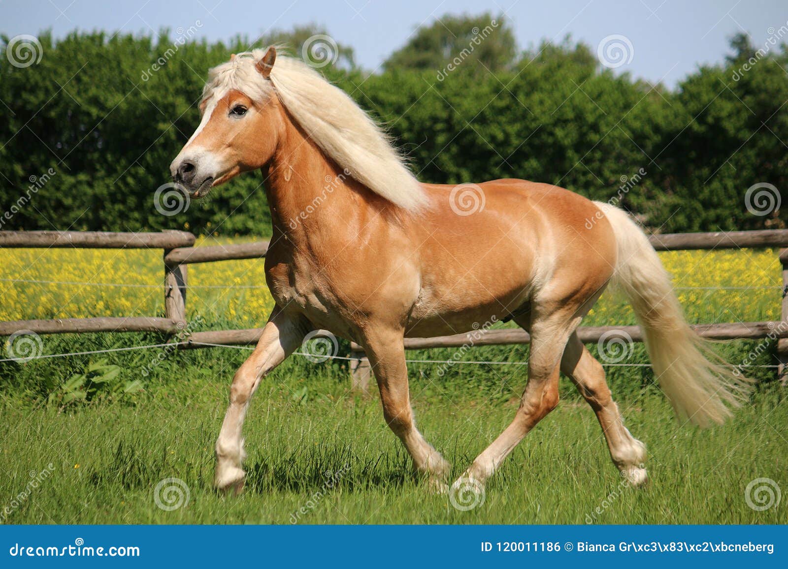 Laufendes Haflinger-Pferd stockfoto. Bild von schwarzes - 120011186