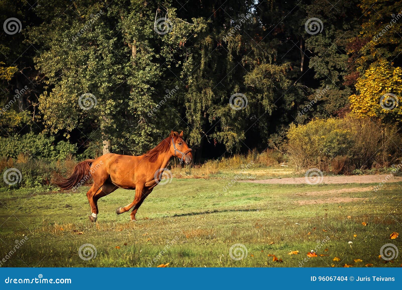 Laufendes Junges Braunes Pferd Im Herbst Stockfoto - Bild von pferde ...
