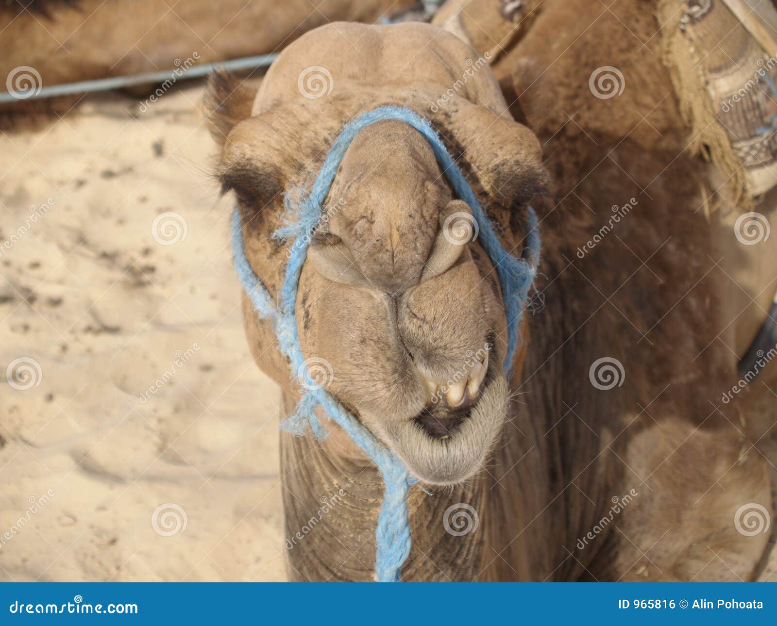 Laugh stock photo. Image of mouth, camel, teeth, head, face - 965816