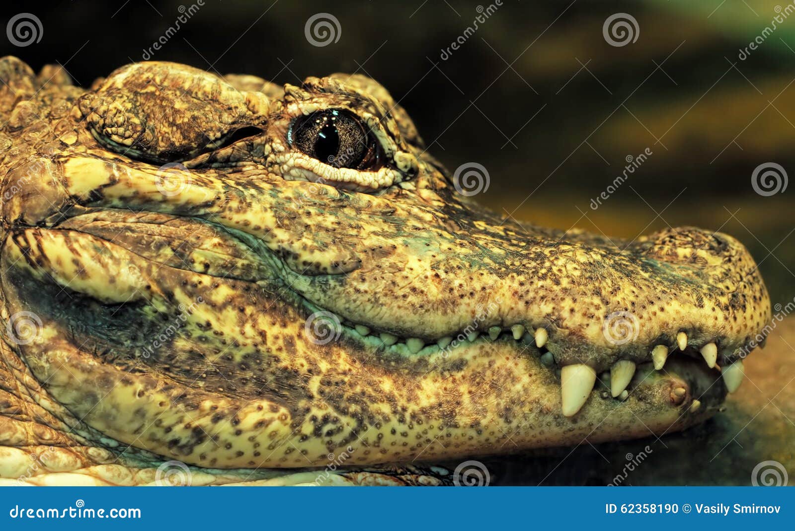 Laugh crocodile stock photo. Image of wild, alligator - 62358190