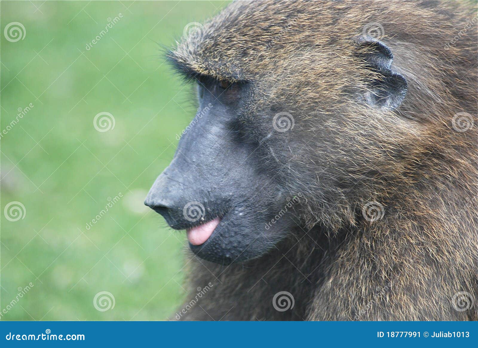 Laughing baboon stock image. Image of cheeky, nature - 18777991