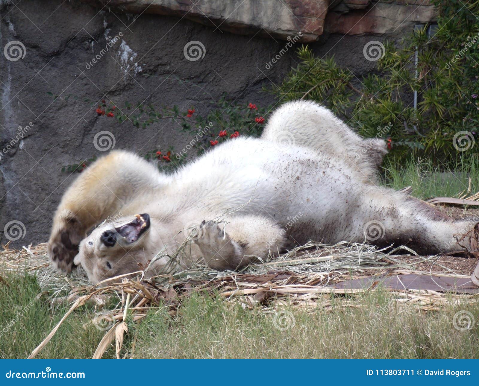 Laughing bear stock image. Image of bear, joke, funny - 113803711