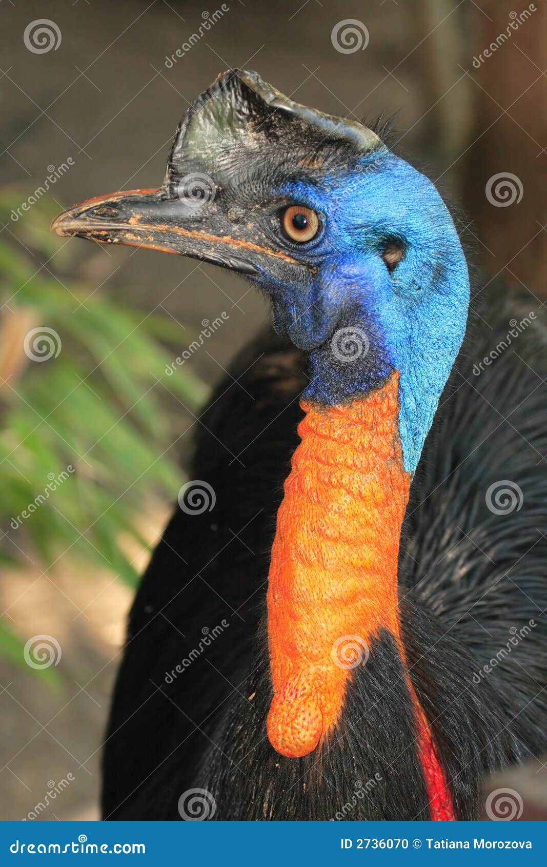 Laughing bird cassowary stock photo. Image of plume, horned - 2736070