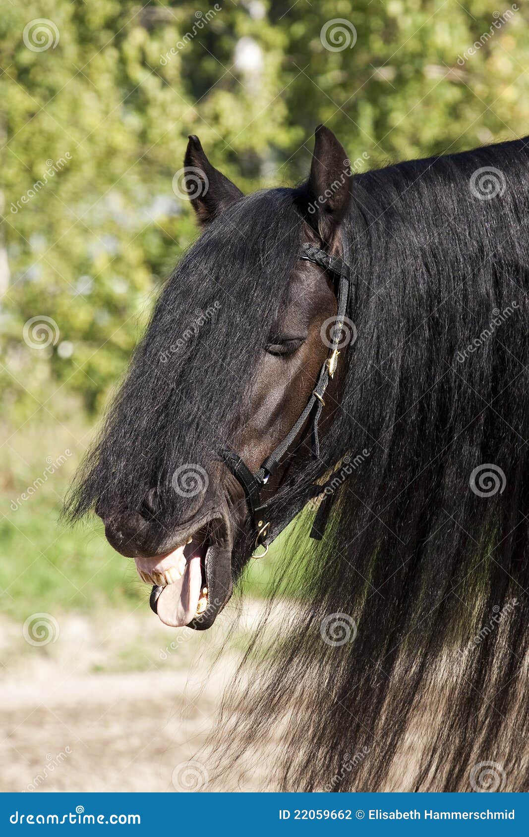 Laughing Black Frisian Horse Stock Photo - Image of farm, beautiful ...