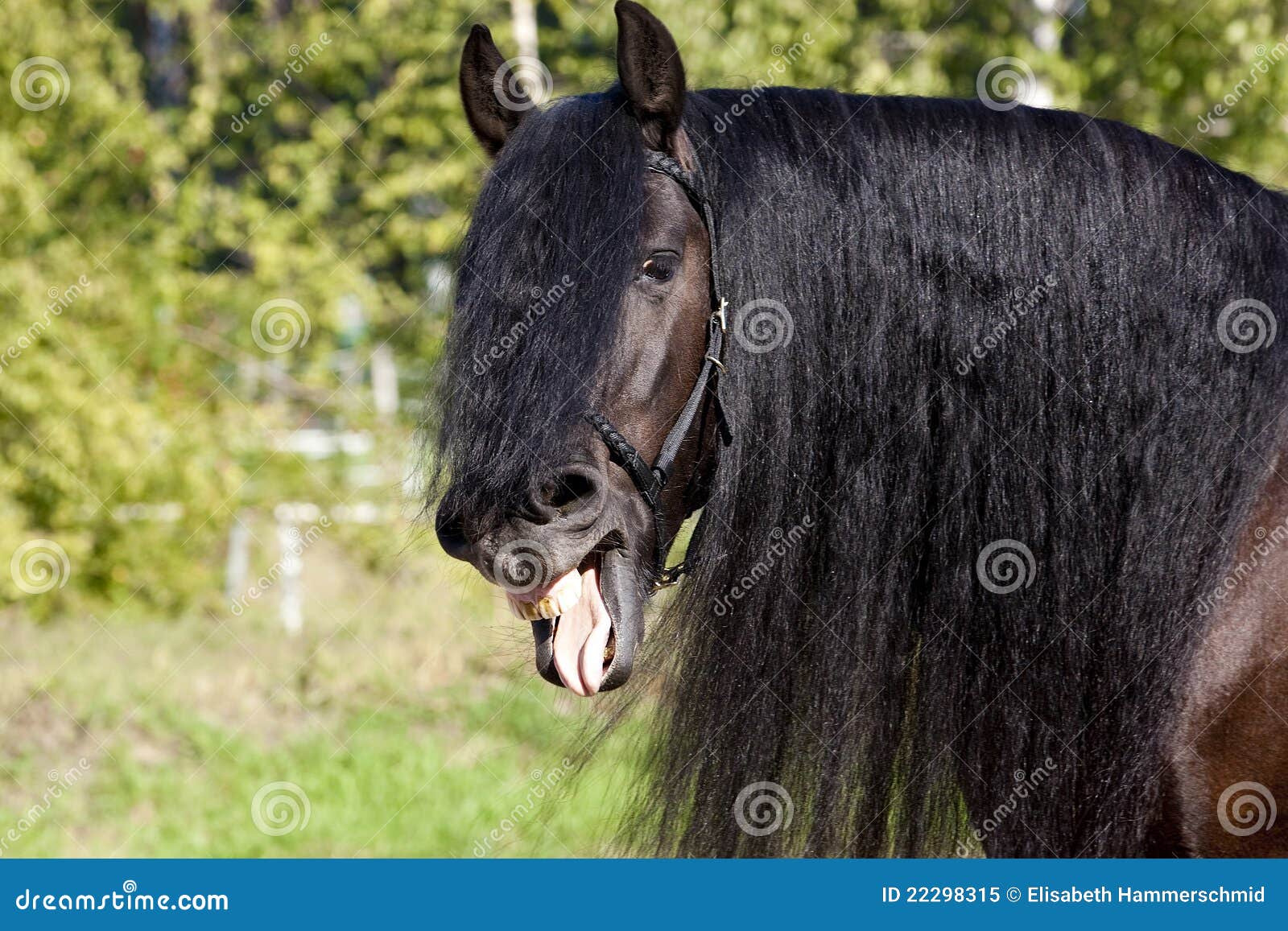 Laughing Black Frisian Horse Stock Image - Image of frisian, funny ...