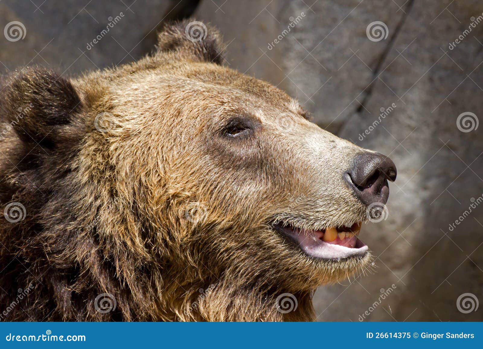 Laughing Brown Bear stock image. Image of daylight, bear - 26614375