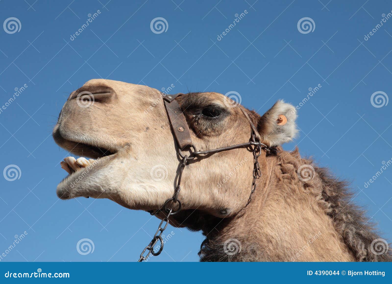 Laughing Camel Picture. Image: 4390044