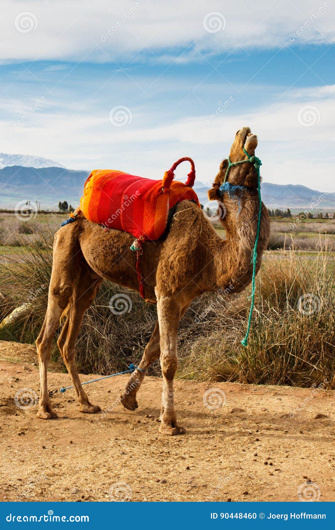 The Laughing Camel. Stock Image | CartoonDealer.com #25105621