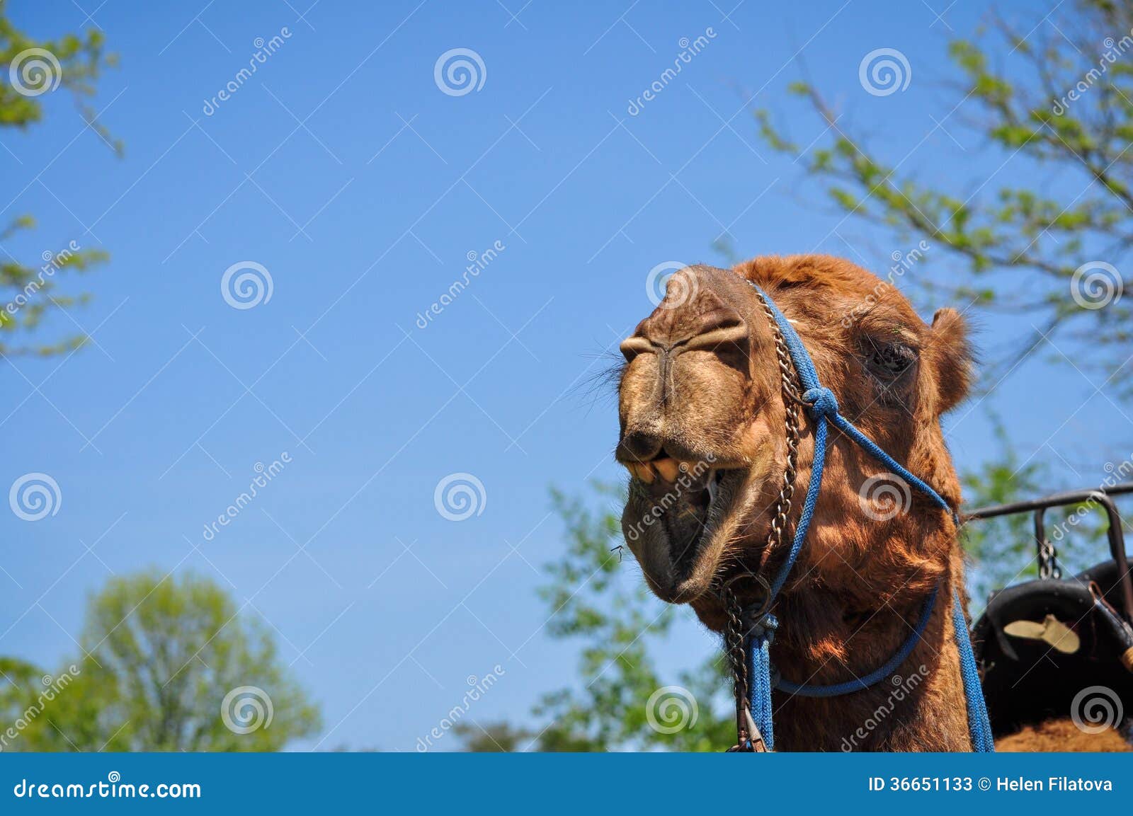 The Laughing Camel. Stock Image | CartoonDealer.com #25105621
