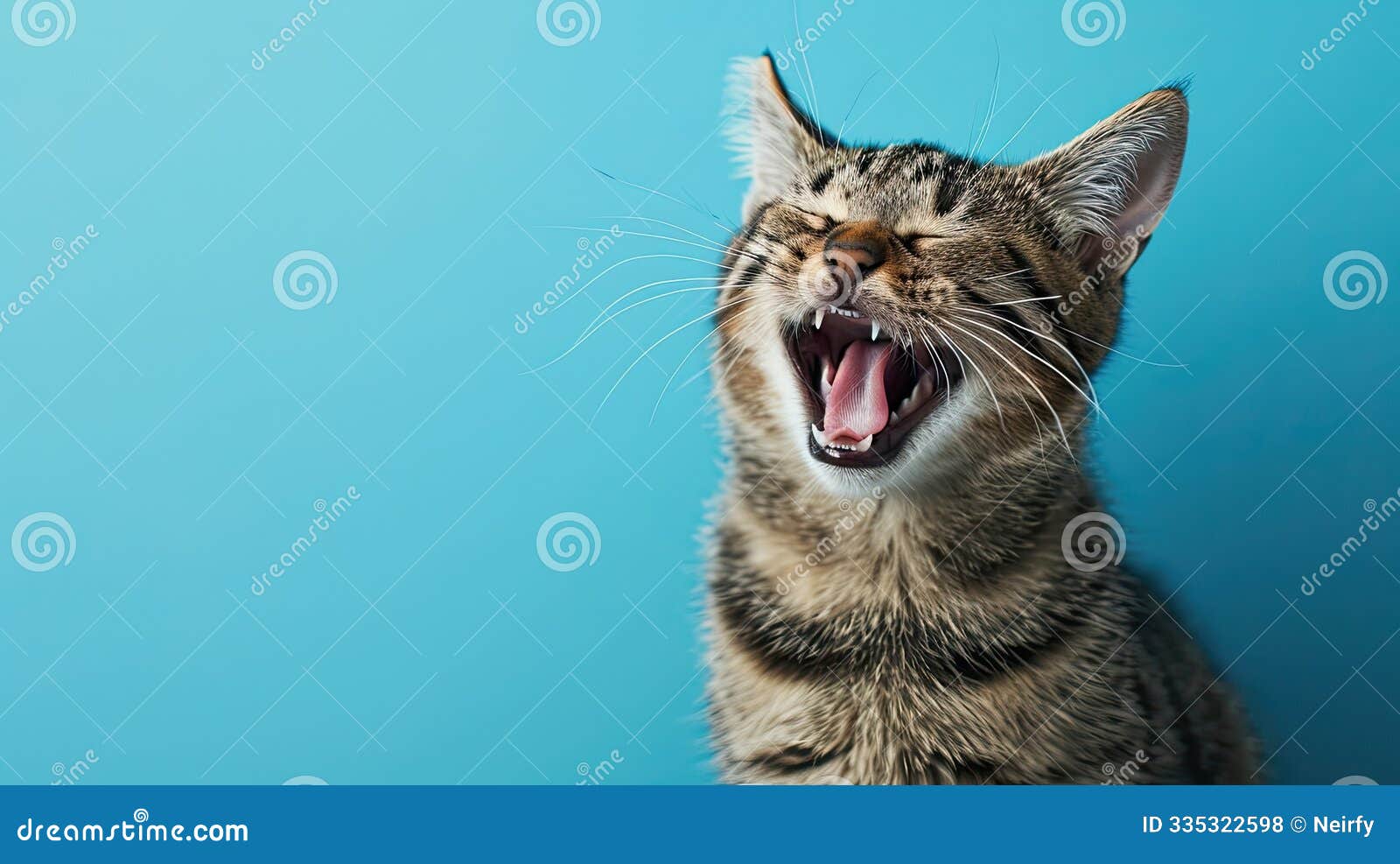 Laughing Cat on Plain Blue Background, Copy Space. Stock Photo - Image ...