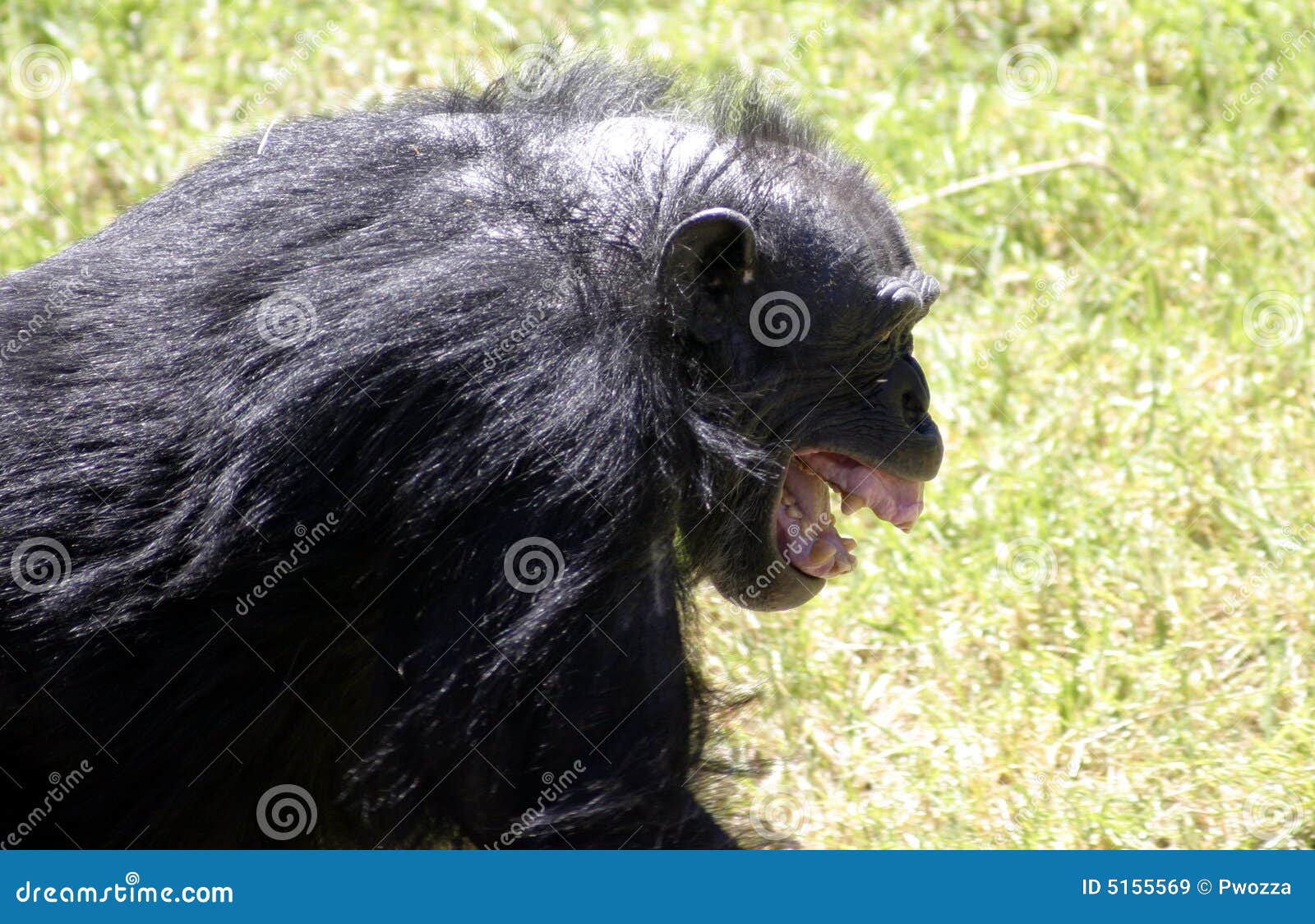 Laughing Chimp stock image. Image of monkey, teeth, fangs - 5155569