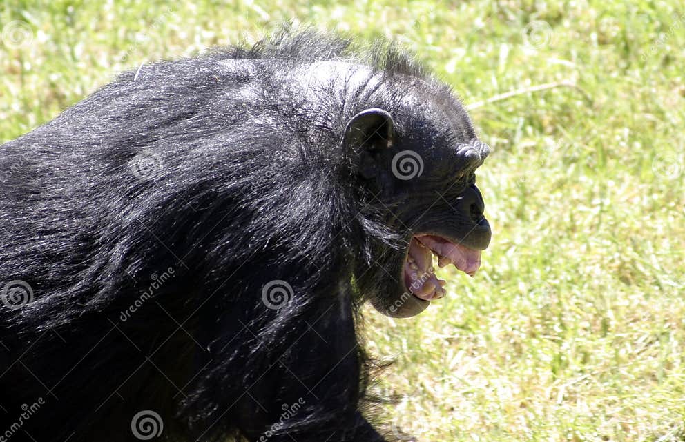 Laughing Chimp stock image. Image of monkey, teeth, fangs - 5155569