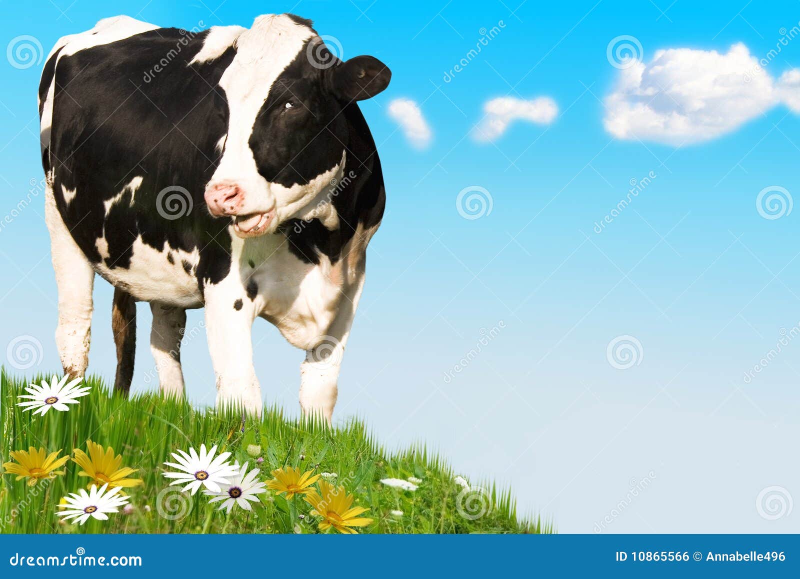 Laughing Cow stock photo. Image of smile, laugh, milk - 10865566