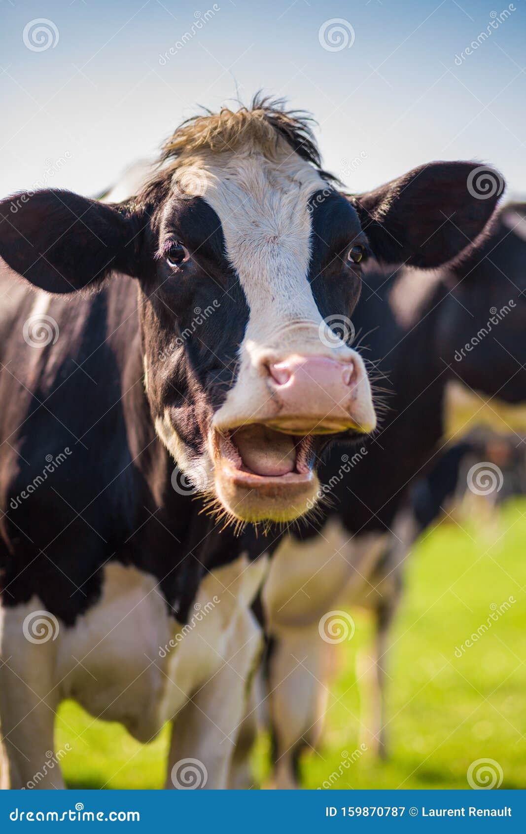 The Laughing Cow in the Meadown Stock Image - Image of animal, field ...