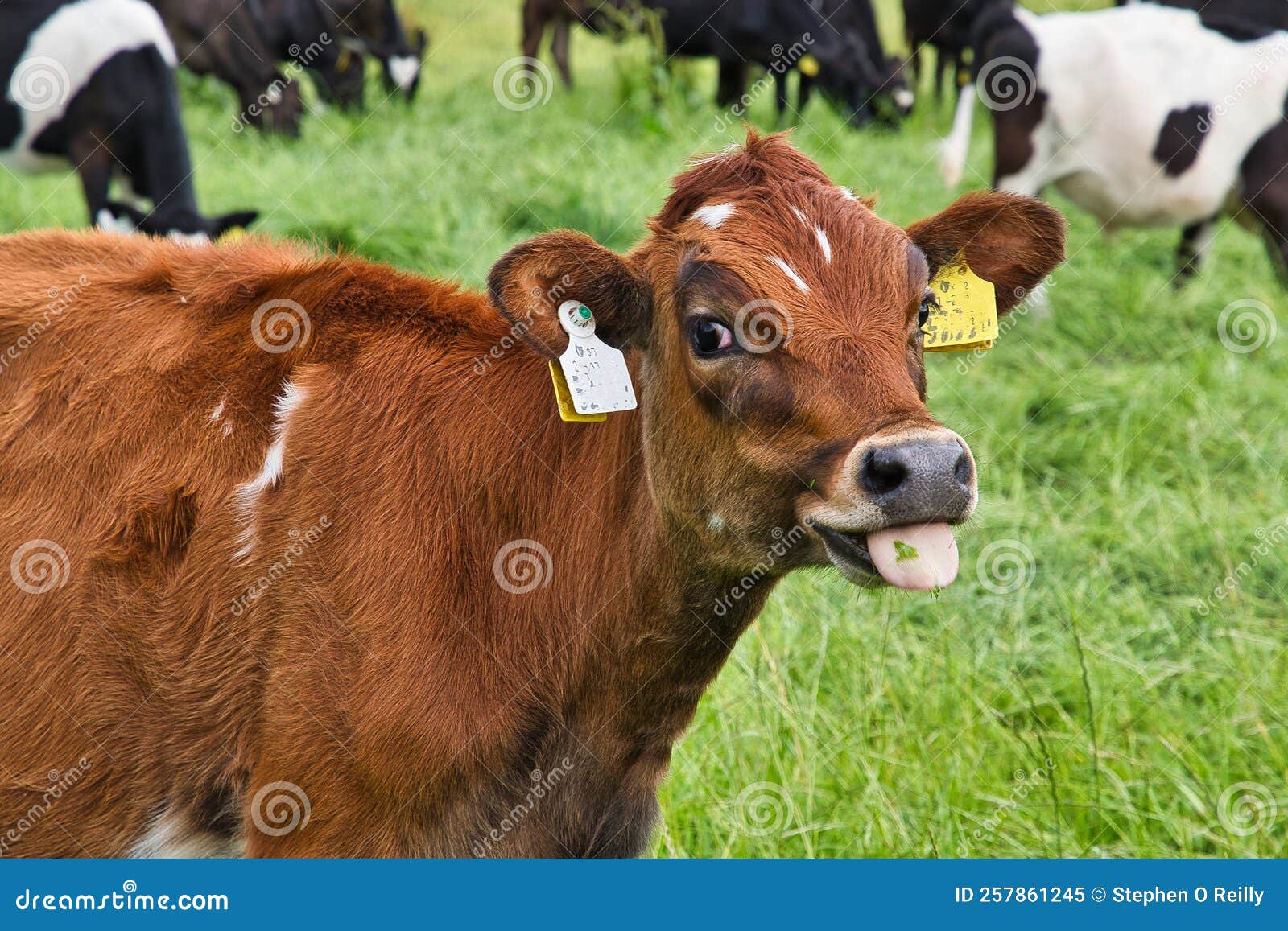 The laughing cow stock image. Image of laughing, tongue - 257861245