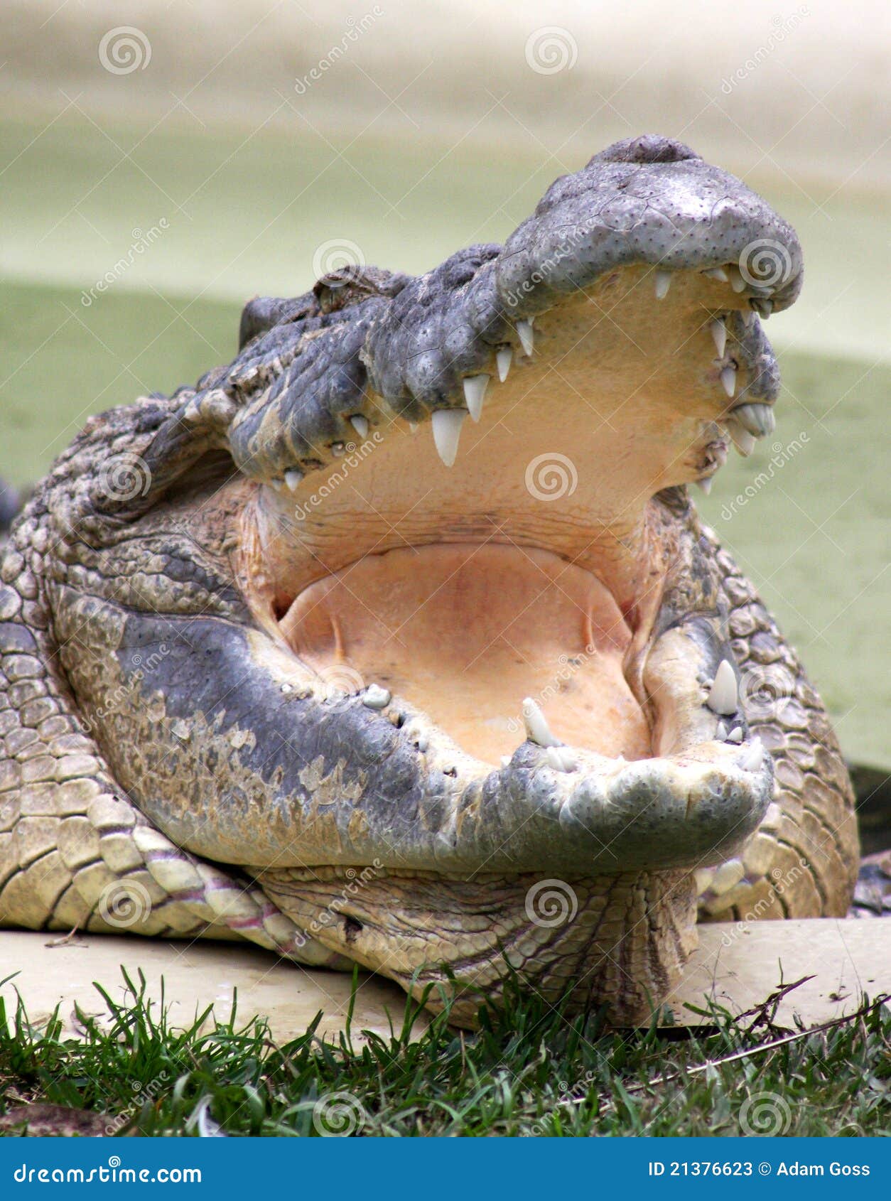 Laughing Crocodile stock image. Image of toothless, tongue - 21376623