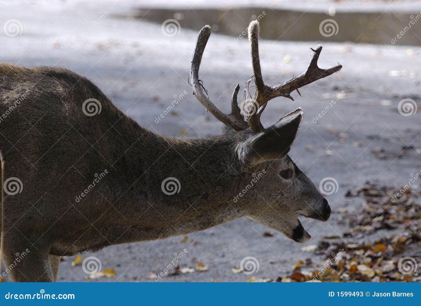 Laughing Deer stock image. Image of smile, autumn, horns - 1599493