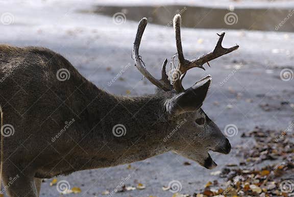 Laughing Deer stock image. Image of smile, autumn, horns - 1599493